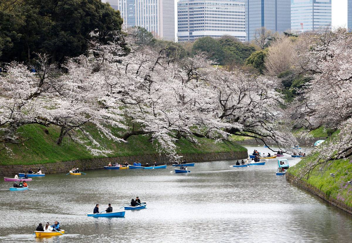 Foto: Růžová tsunami: Pózování se sakurami ovládlo Washington i Tokio